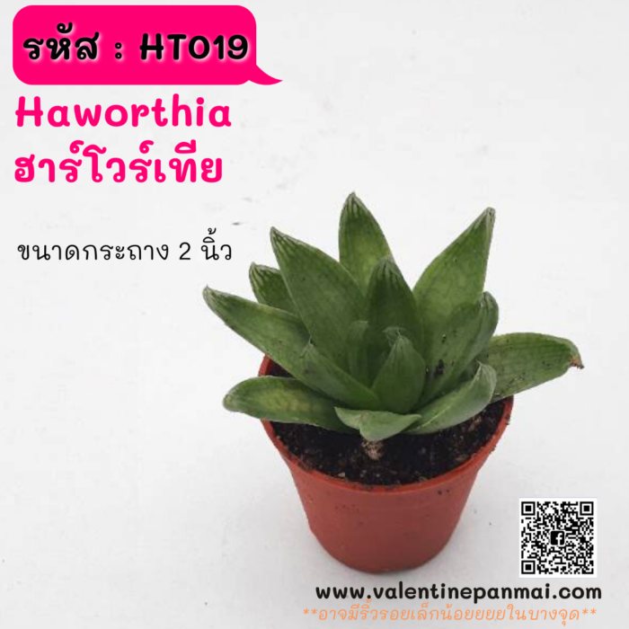 HT019 Haworthia ฮาร์โวร์เทีย – วาเลนไทน์พันธุ์ไม้