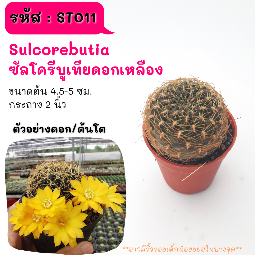 ST011 Sulcorebutia ซัลโครีบูเทีย – วาเลนไทน์พันธุ์ไม้