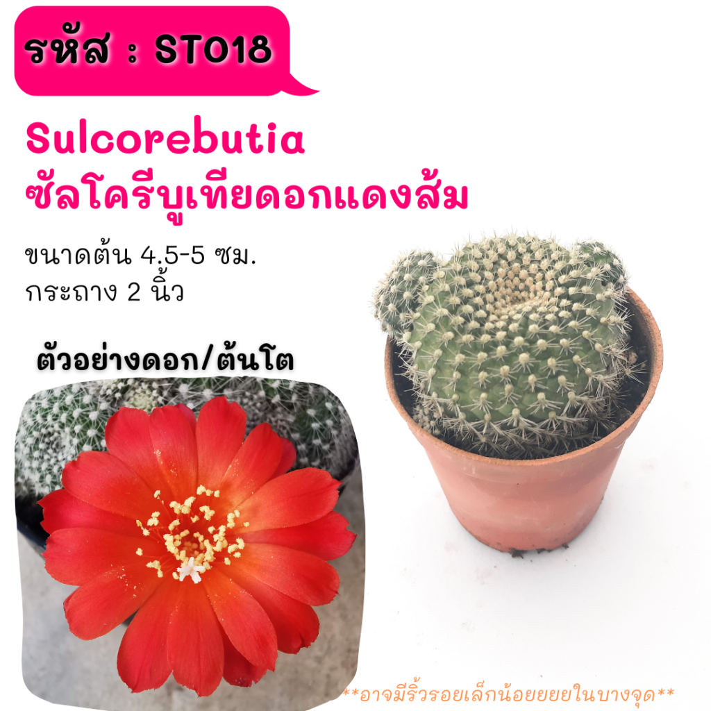 ST018 Sulcorebutia ซัลโครีบูเทีย – วาเลนไทน์พันธุ์ไม้